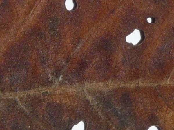 texture 0033 - Texturelib